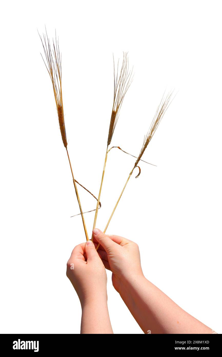 Wheat spikelets in hand isolated on white background Stock Photo - Alamy