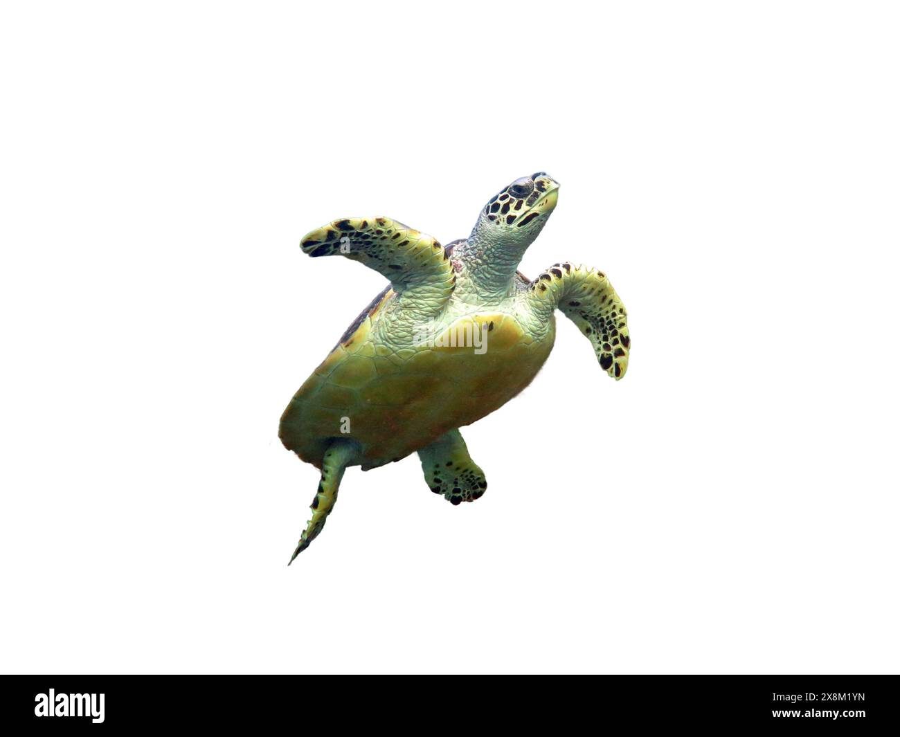 Green Sea Turtle isolated on white background Stock Photo - Alamy
