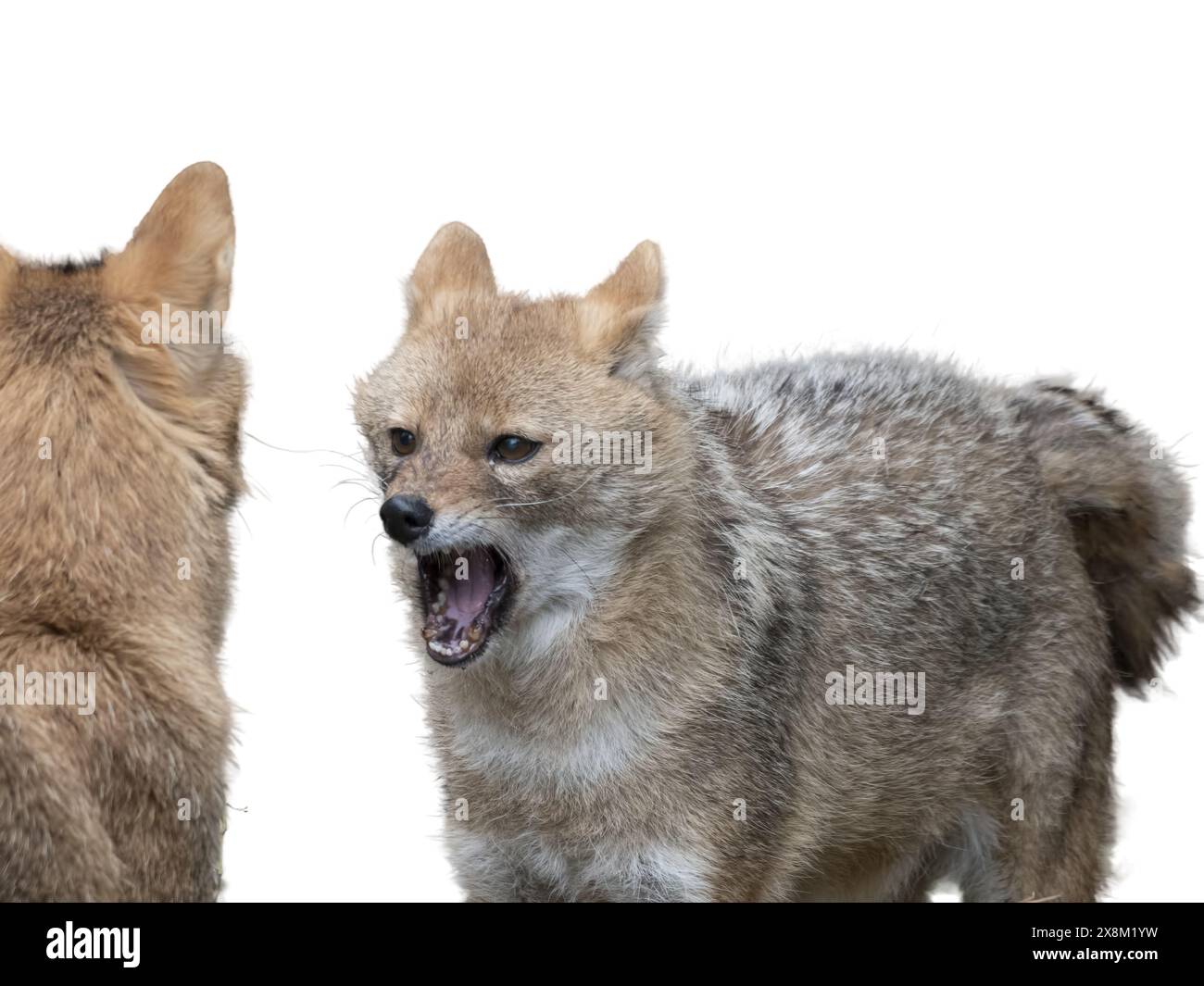 Red jackal stands isolated on a white background Stock Photo - Alamy