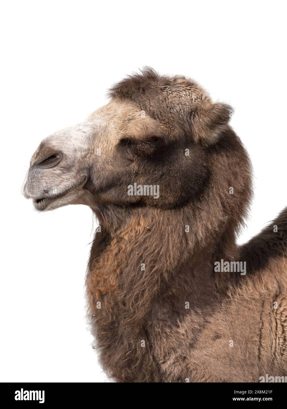 Camel head from the side isolated on a white background Stock Photo - Alamy