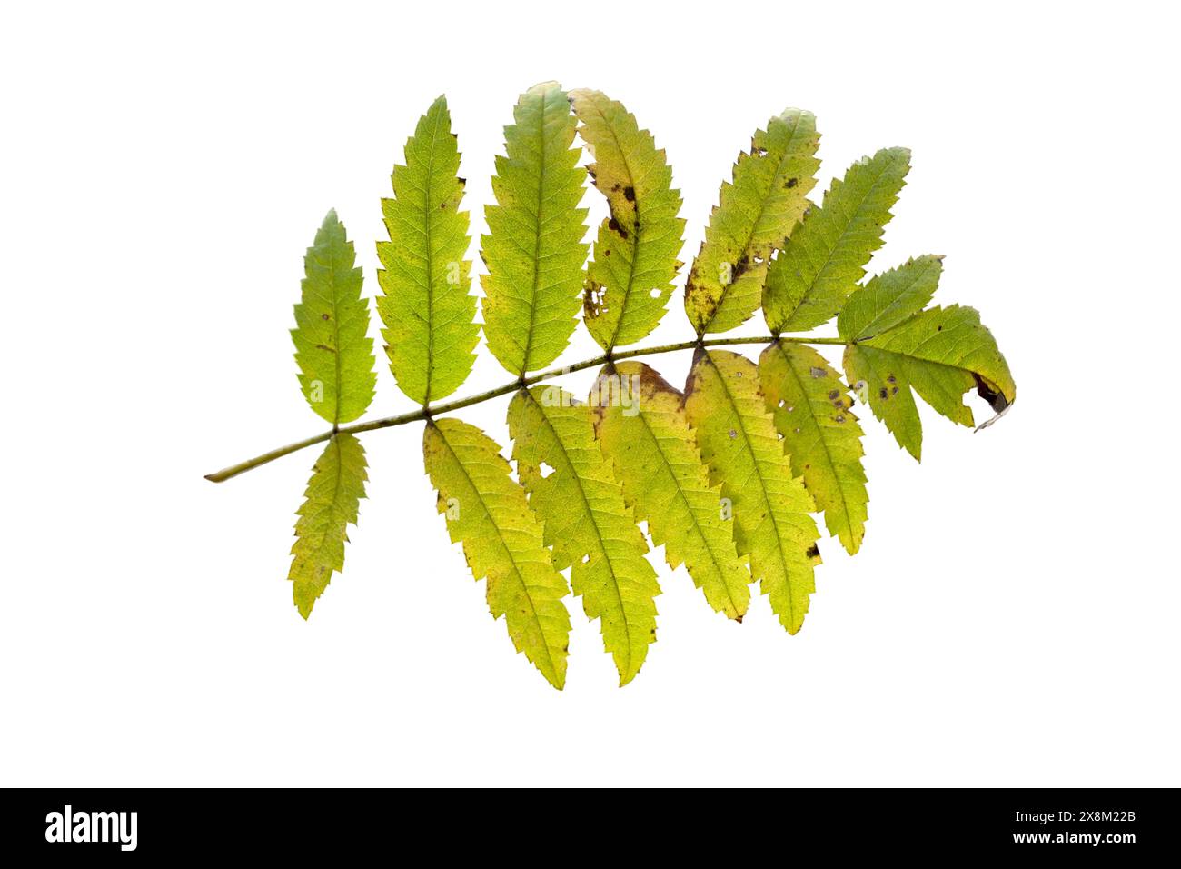 Rowan Sorbus aucuparia leaf isolated on white background Stock Photo ...