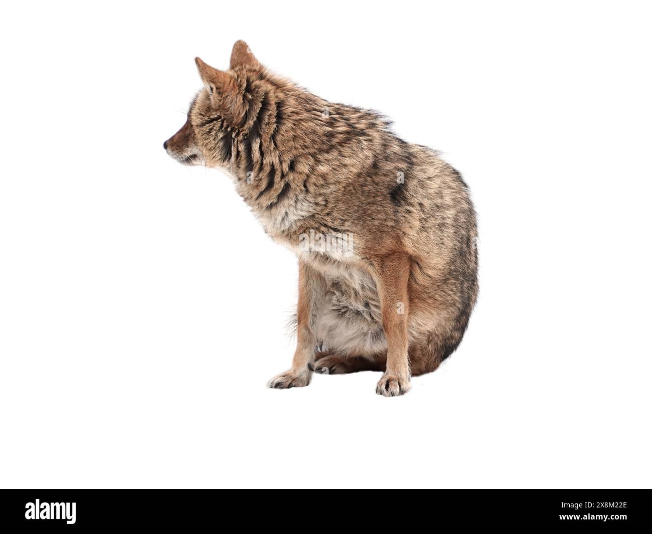 Black backed jackal isolated hi-res stock photography and images - Alamy