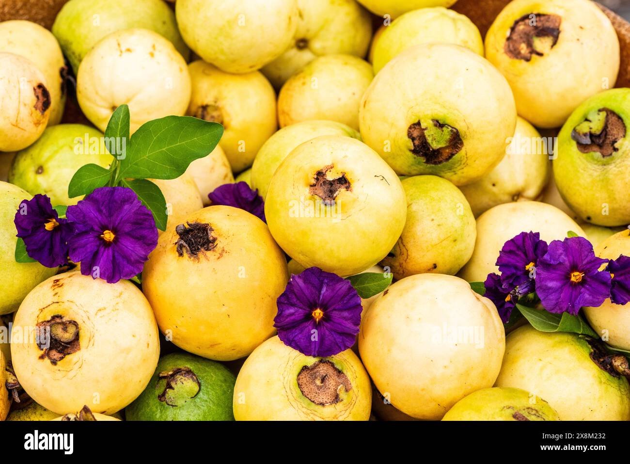 Violet blue flowers from the Blue Potato Bush plant provides a colorful ...