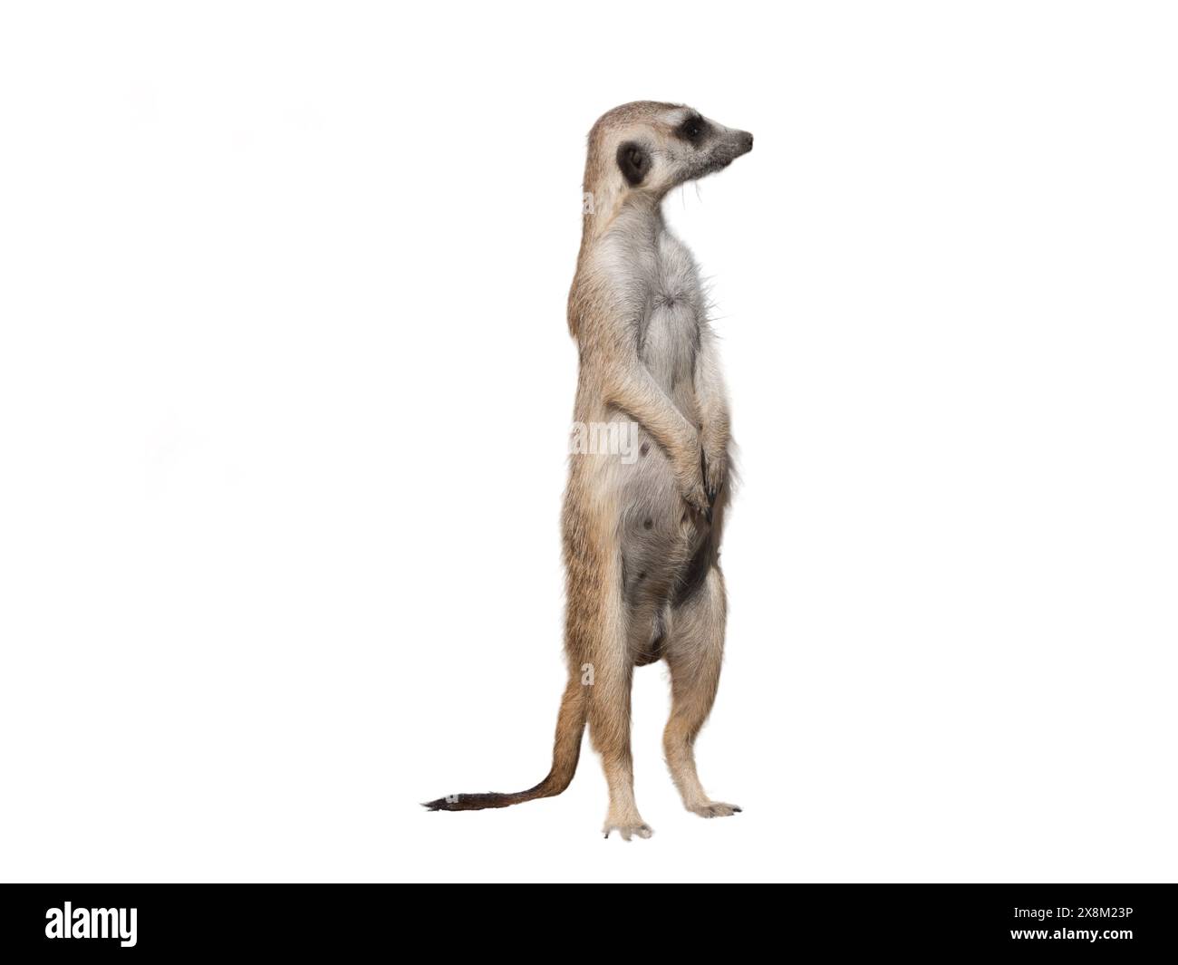 Meerkat or Suricate Suricata suricatta in front of white background ...
