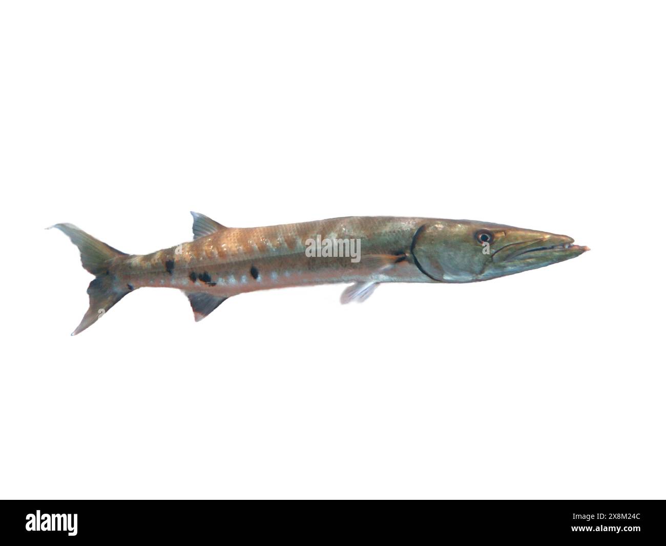 Big barracuda fish isolated on white background Stock Photo - Alamy
