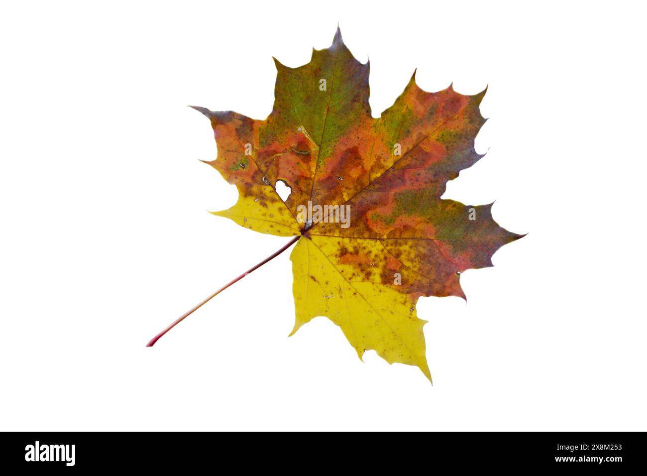 Maple leaf as an autumn symbol on an isolated white background Stock ...