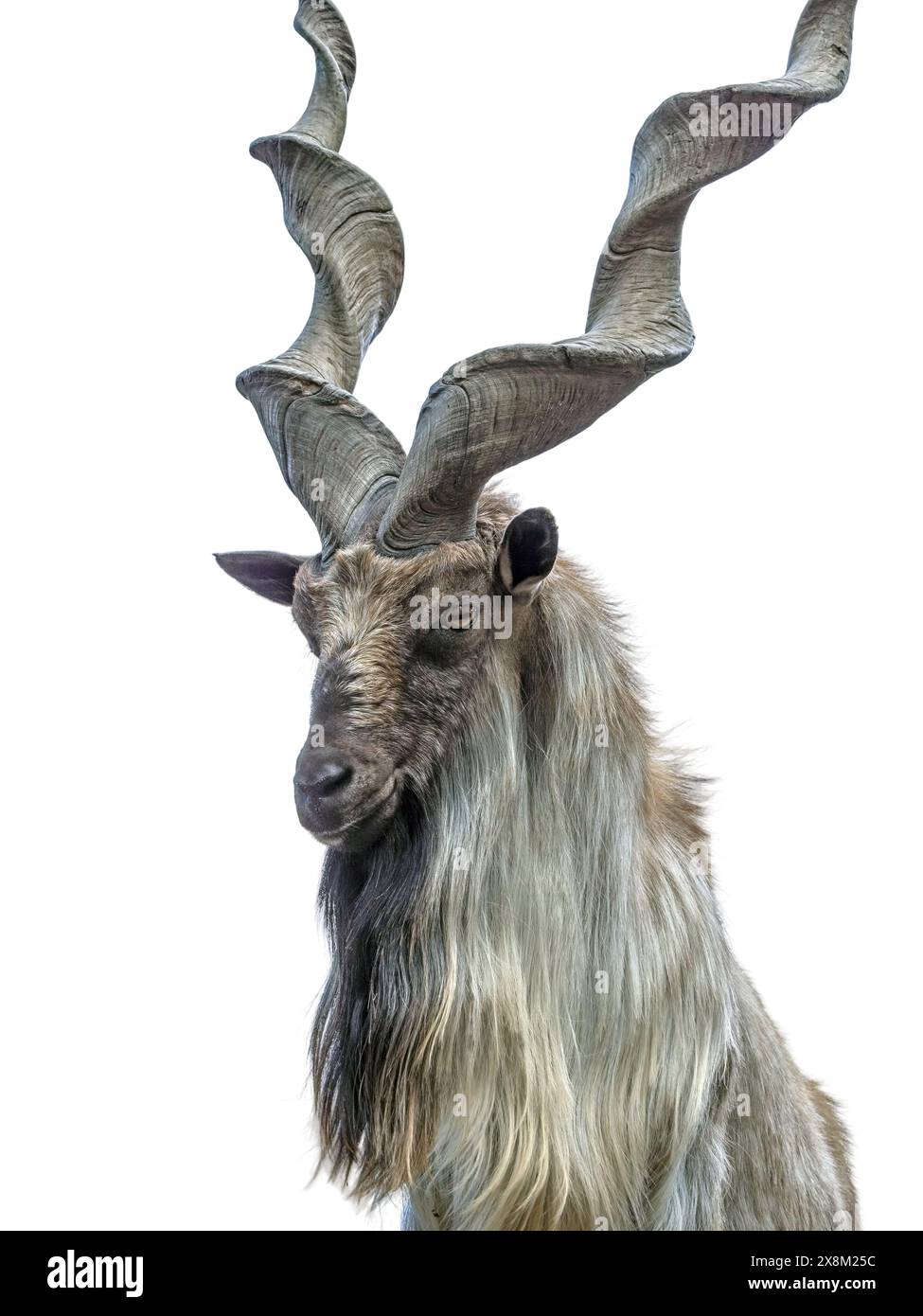 Young alpine ibex male on the top of the mountain isolated on white ...