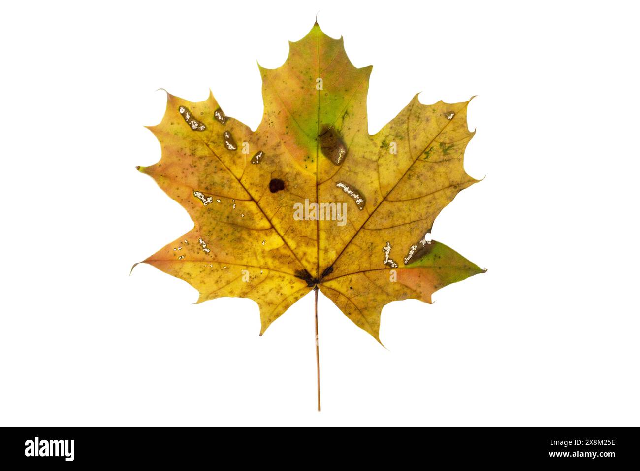 Maple leaf as an autumn symbol on an isolated white background Stock ...