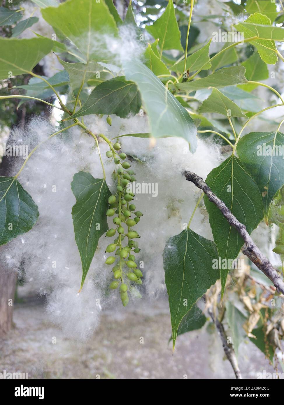 Poplar. Poplar fluff. Bunches of poplar seeds and fluff fit tightly to ...