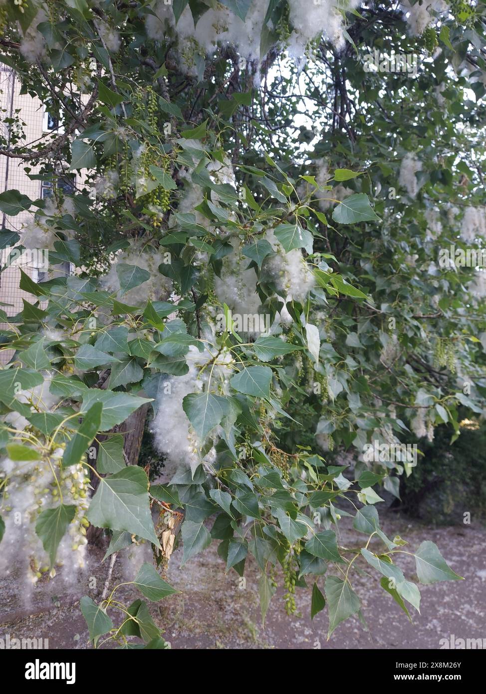 Poplar. Poplar fluff. Bunches of poplar seeds and fluff fit tightly to ...