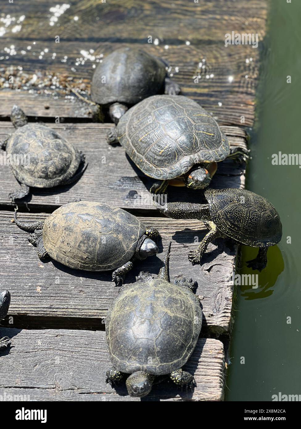Turtles on wooden raft in water Stock Photo - Alamy