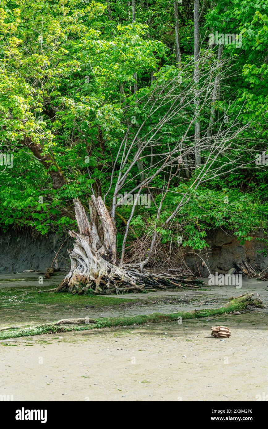 A large driftwood tree stump at a beach in Dash Point, Washington Stock ...