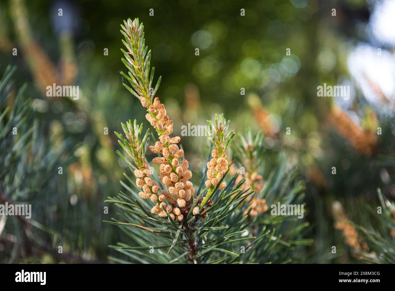 Female and male pine cone hi-res stock photography and images - Alamy