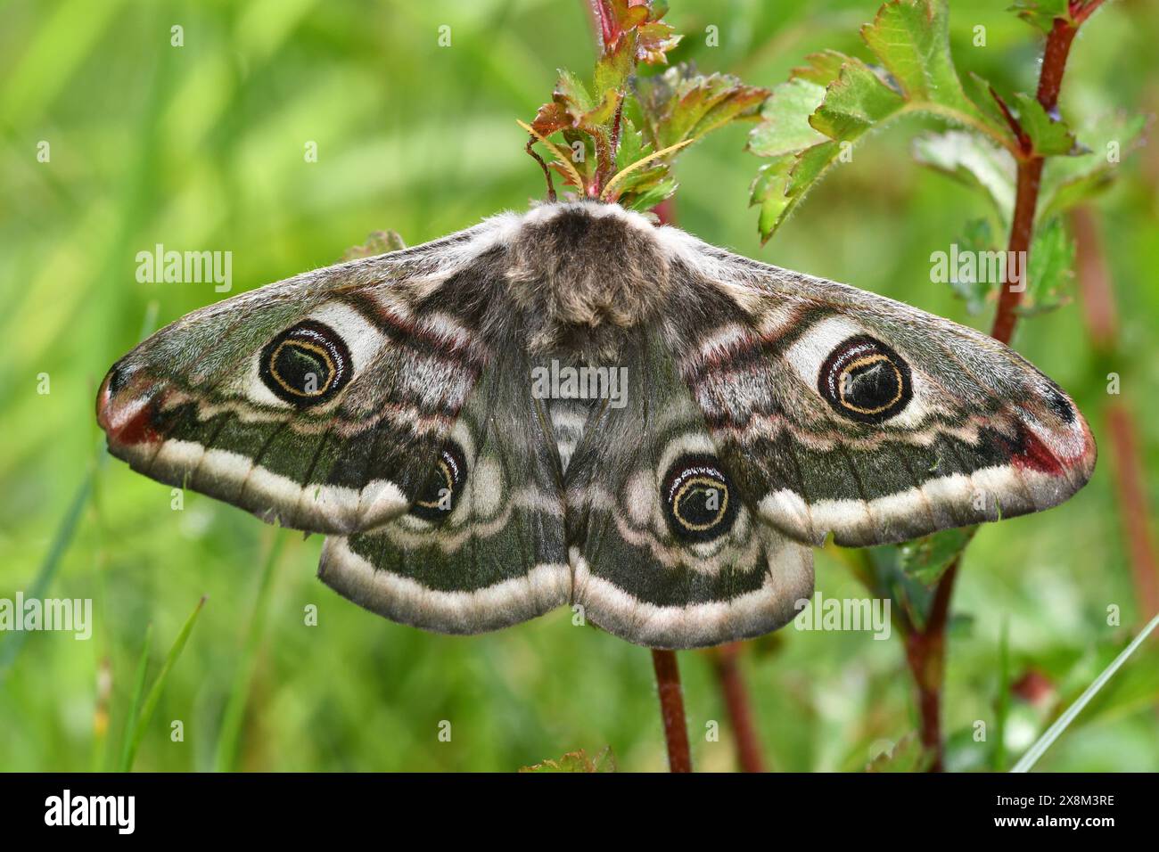 Female Emperor Moth, Longstone Edge, Derbyshire Stock Photo - Alamy