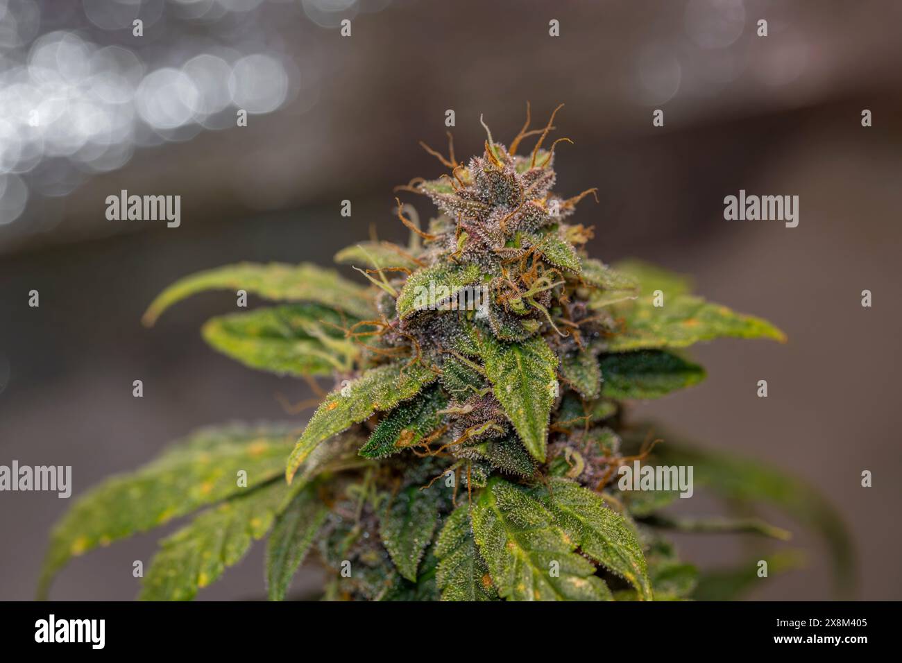 Violet red blossom of Critical hog variety of marijuana flower from ...