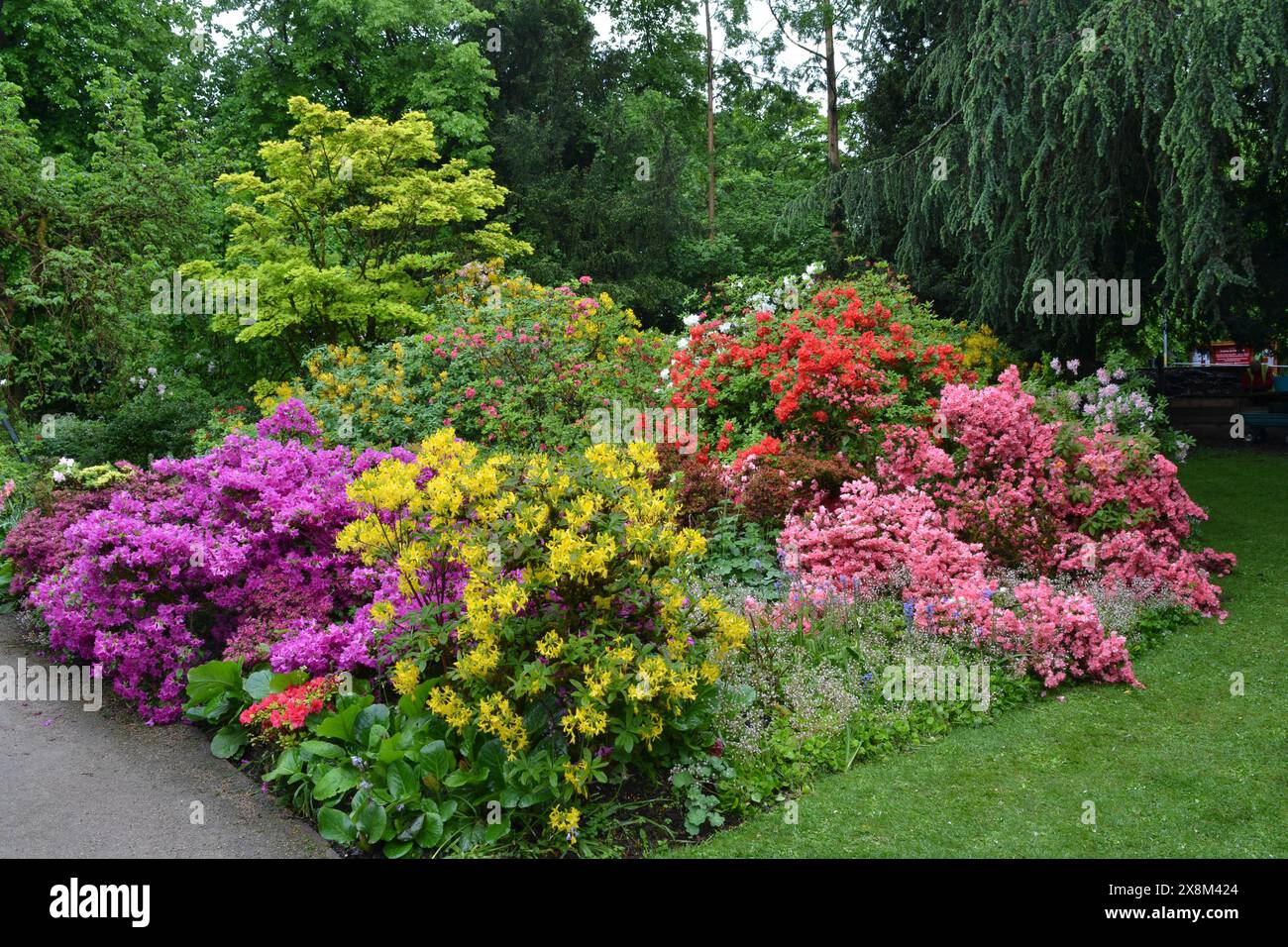 Azaleas in Spring, Parsonage Gardens, Didsbury, Manchester Stock Photo ...