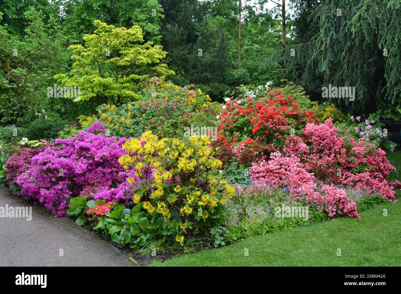 Azaleas in Spring, Parsonage Gardens, Didsbury, Manchester Stock Photo ...