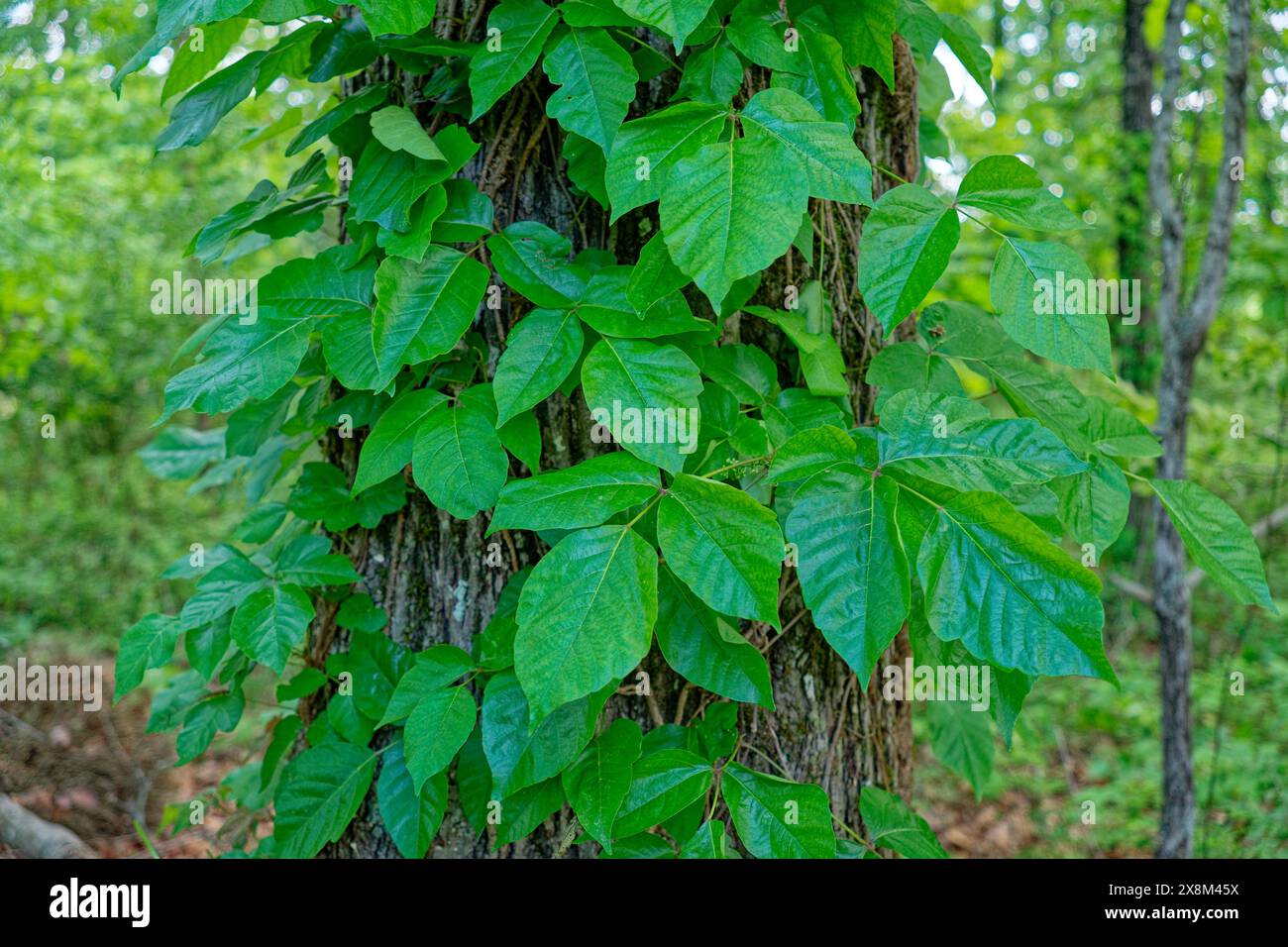 Poison ivy vine with fresh newly oily foliage covering the tree trunk ...