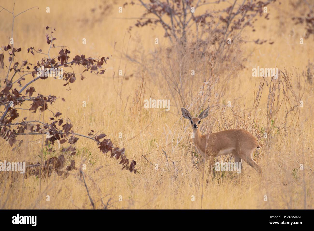 Steenbok, Raphicerus campestris, Bovidae, Etosha National Park, Namibia ...