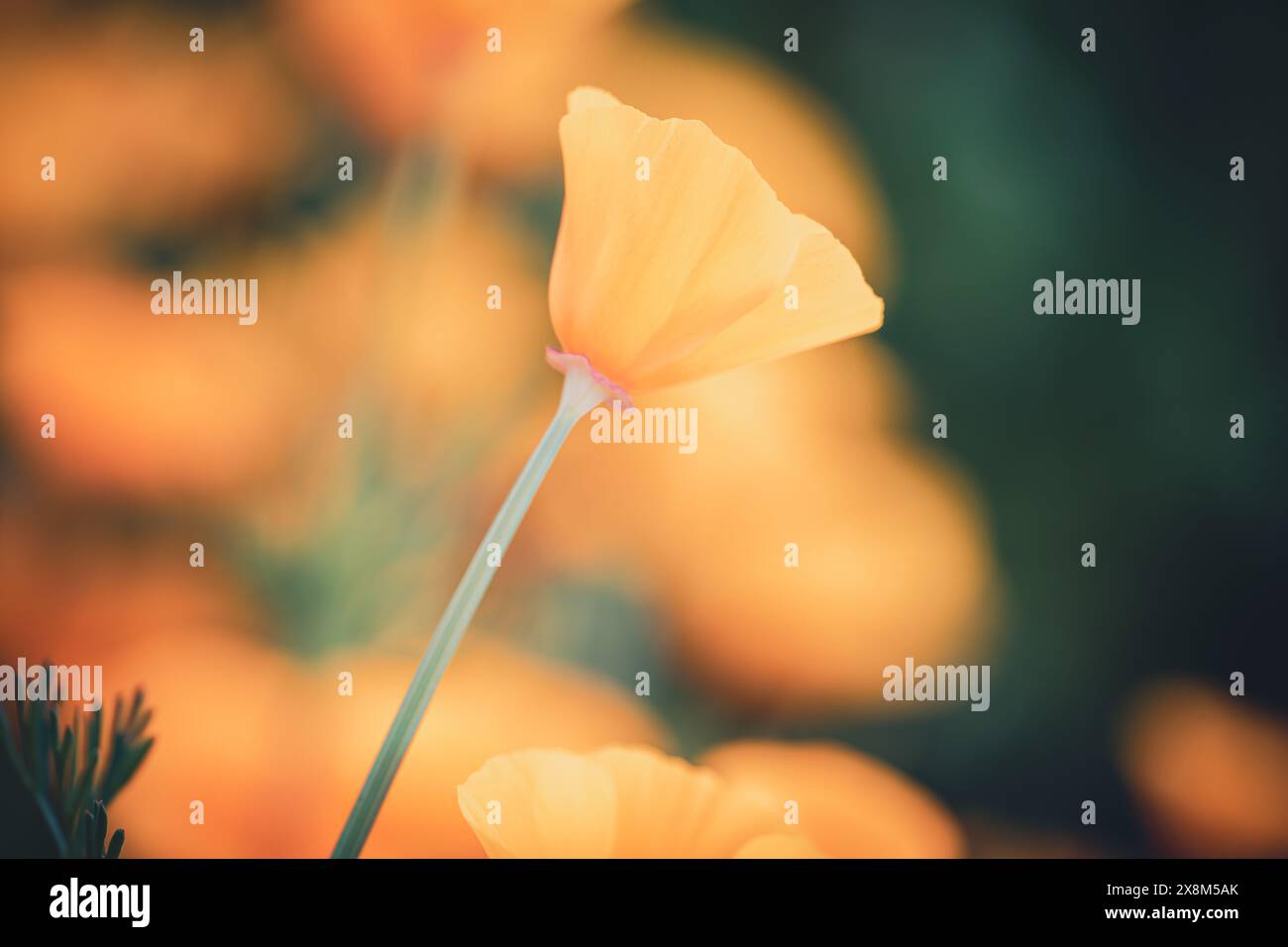 close-up of a Californian golden poppy bud opening in a field of ...