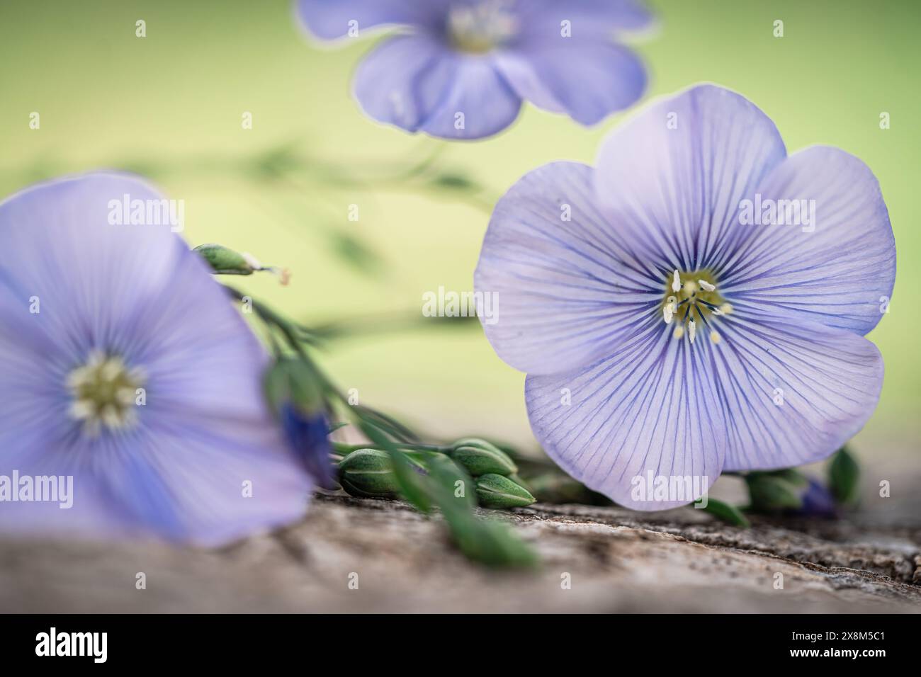 Stunning close-up photo of blue flax flowers highlighting their ...