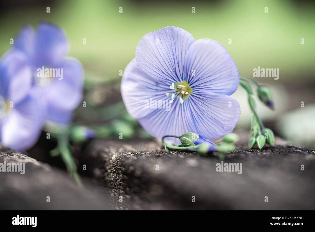 Stunning close-up photo of blue flax flowers highlighting their ...