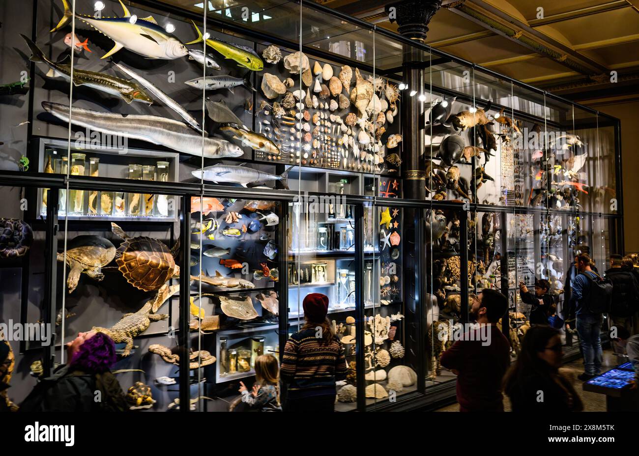 Berlin, Germany - 20 December 2022: Exposition of Darwin's theory of ...