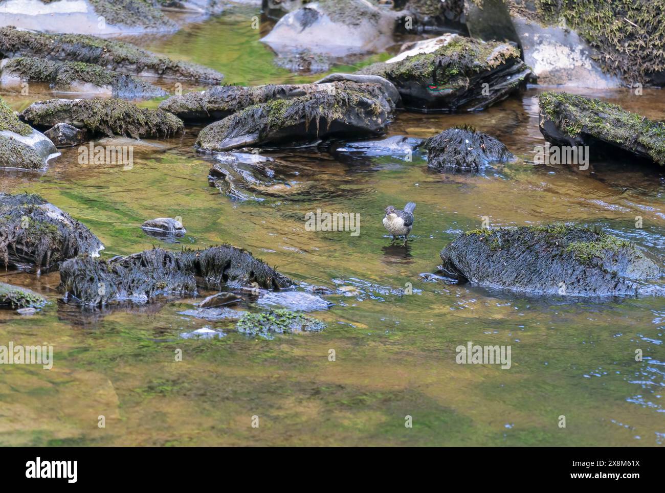 Juvenile Dipper (Cinclus cinclus) taking to water is search of insects ...