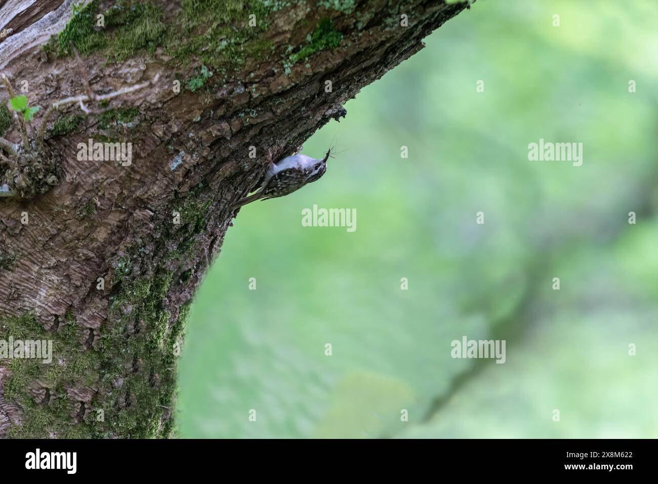 May 2024 uk insect hi-res stock photography and images - Alamy