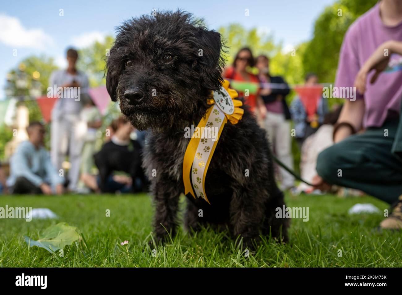Jackapoo hi-res stock photography and images - Alamy