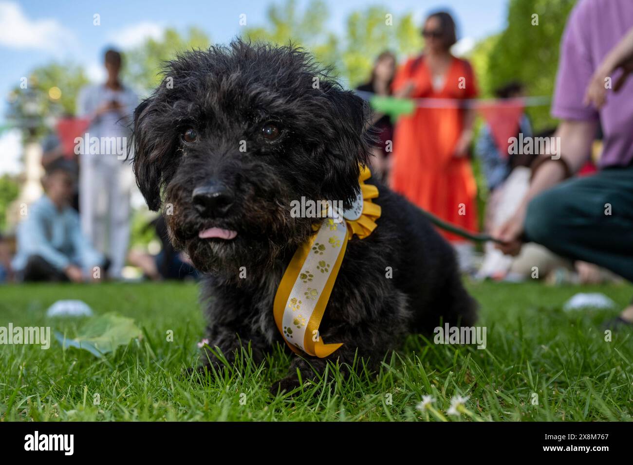 Waggiest dog hi-res stock photography and images - Alamy