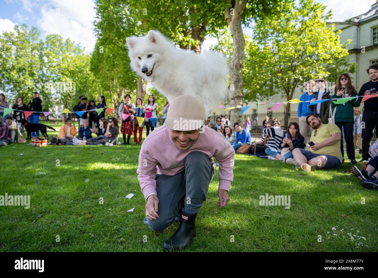London, UK. 26 May 2024. Finn, a Japanese Spitz, wins 1st place in the ...