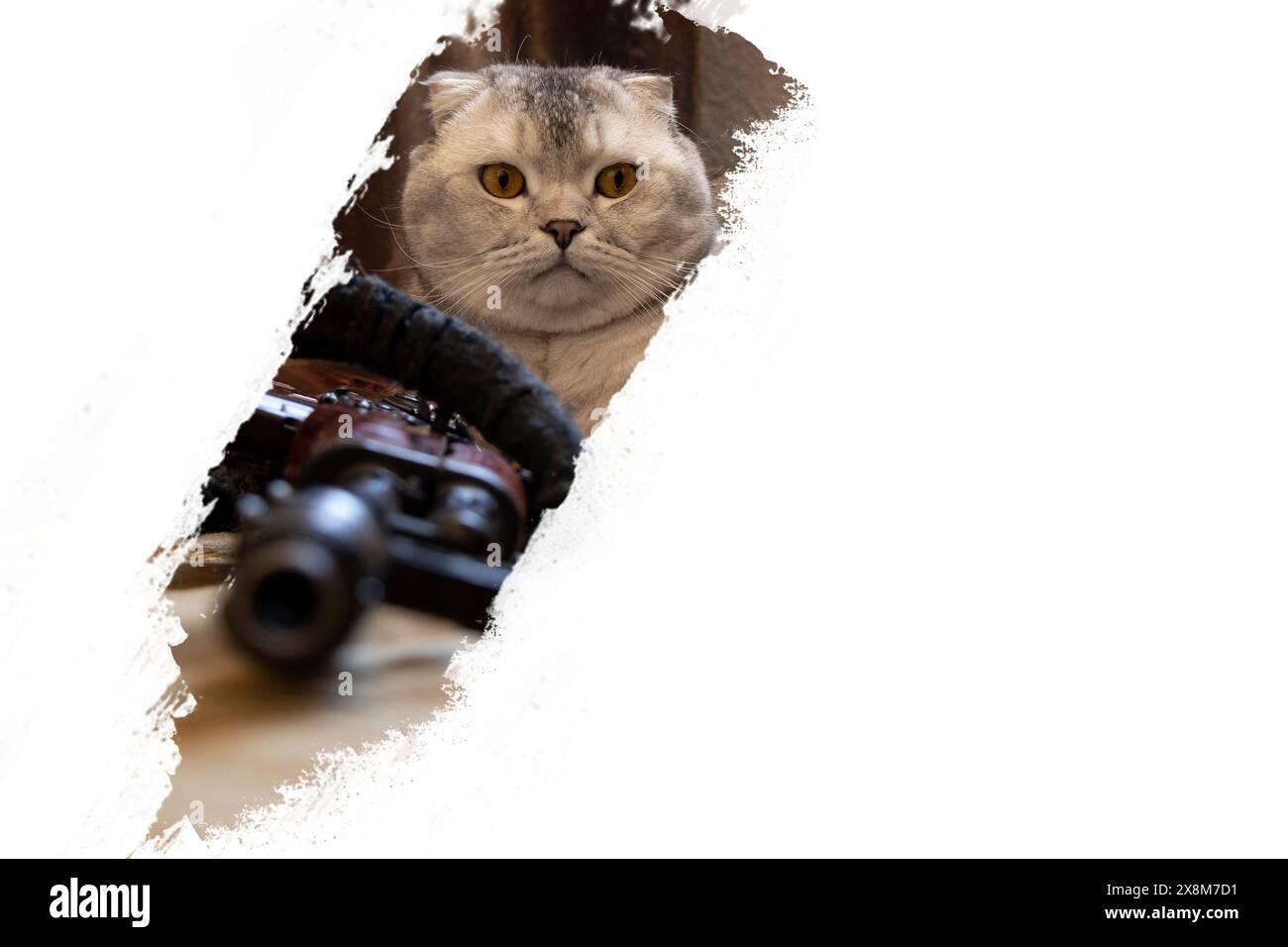 Cat war hi-res stock photography and images - Alamy