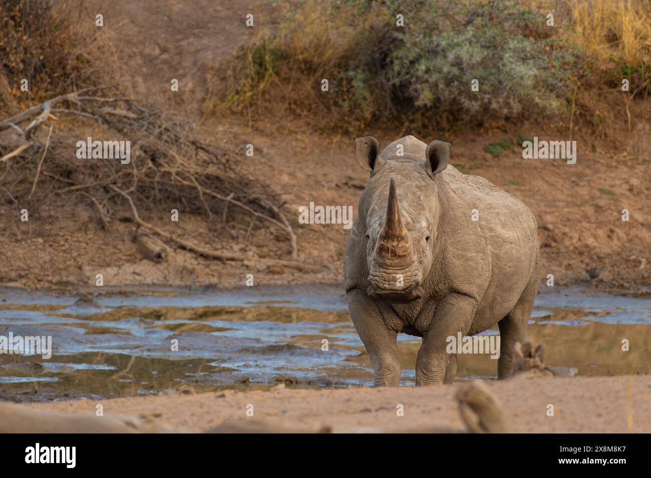White rhino, Ceratotherium simum, Rhinocerotidae, Mount Etjo Protected ...