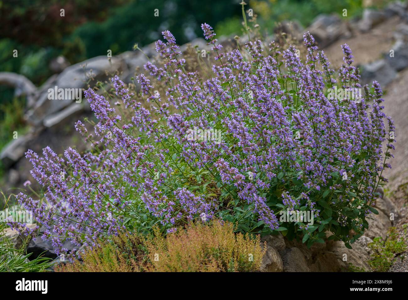 Lush cluster of blooming catmint Nepeta faaseni Stock Photo - Alamy