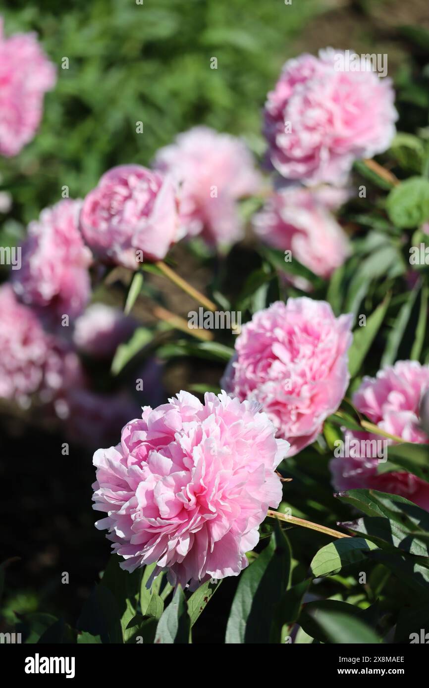 Perennial peonies in a huge Field of Roses Stock Photo - Alamy