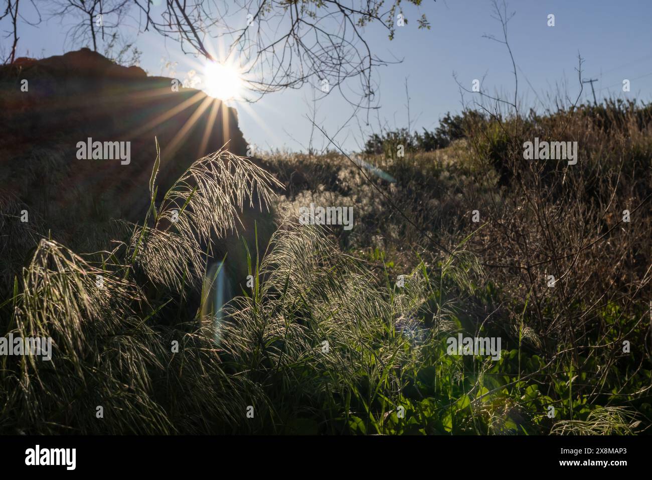 Morning sun over cliff sun star with grasses with frozen dew Stock ...
