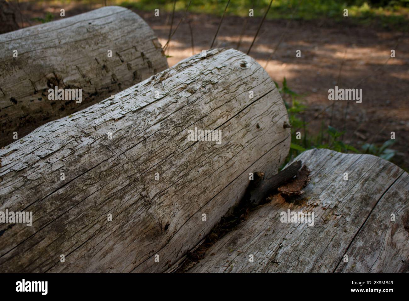 A row of cut pine trunks in the forest. Photo from an angle Stock Photo ...