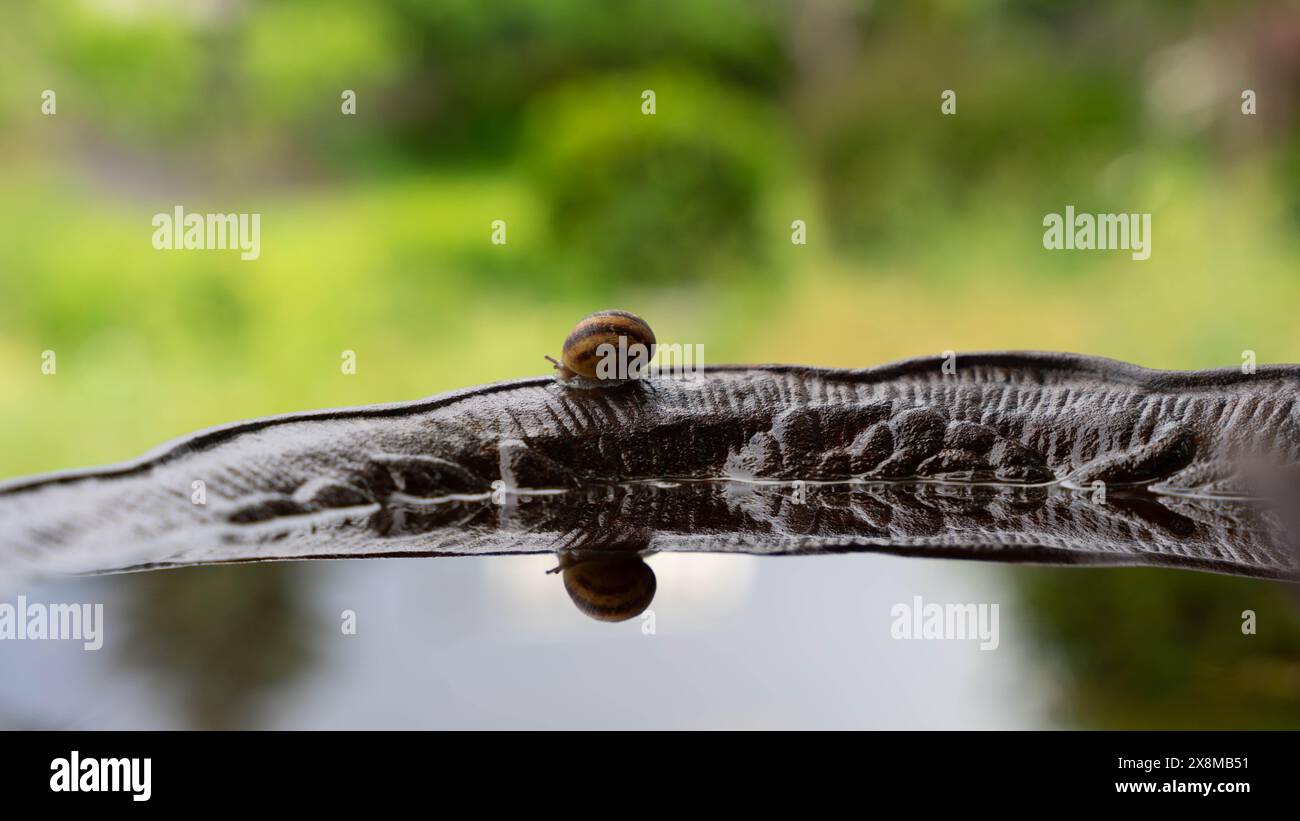 Snails race by the water Stock Photo - Alamy