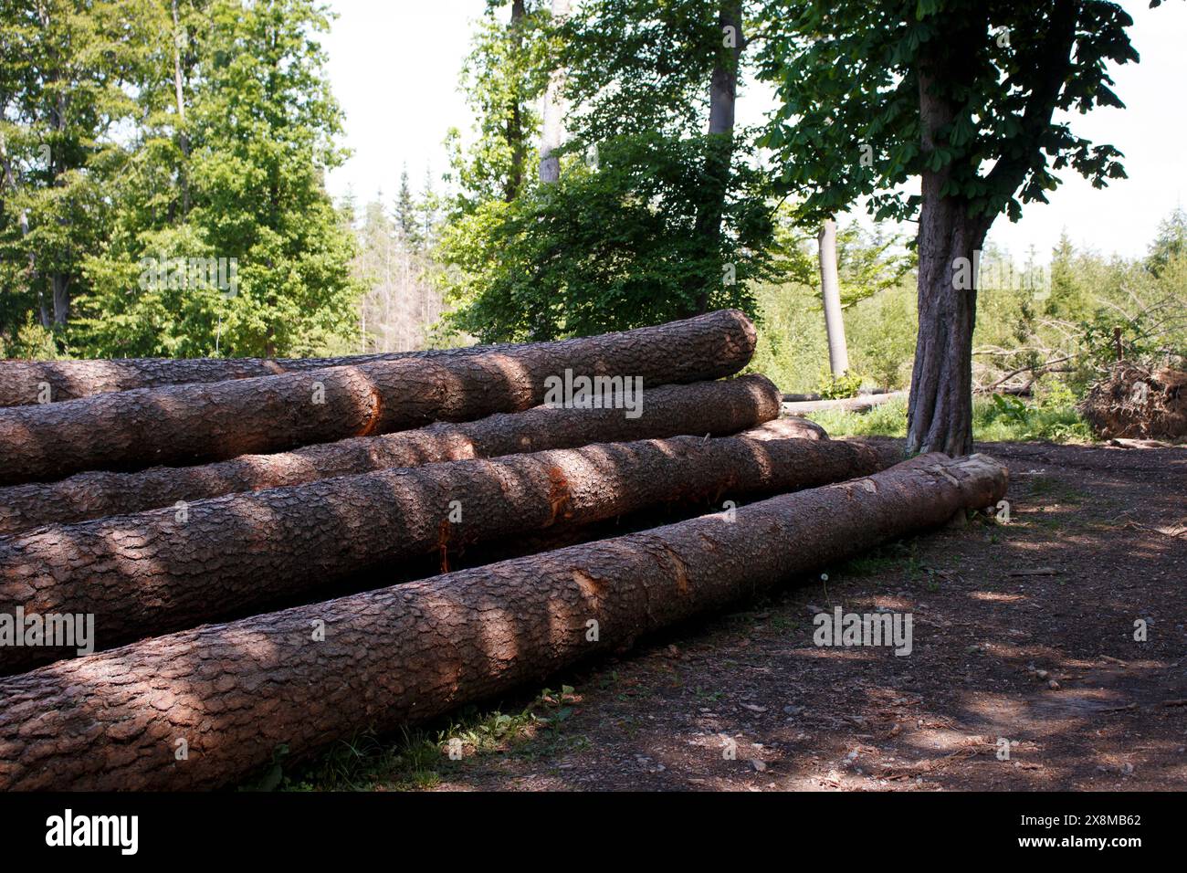 A row of cut pine trunks in the forest. Photo from an angle Stock Photo ...