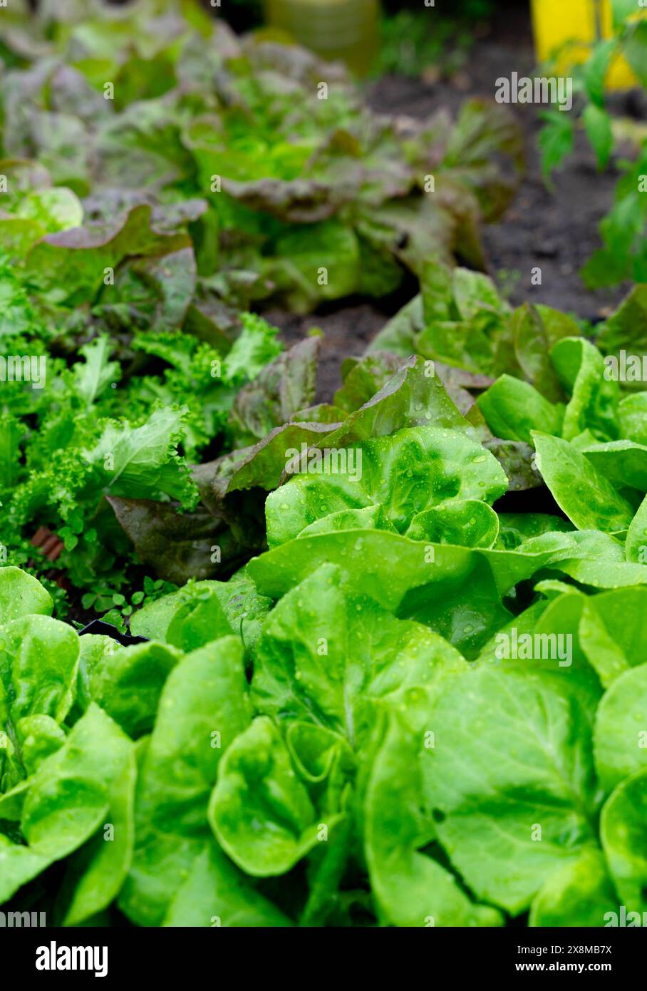 Trio of lettuce in the moist soil Stock Photo - Alamy
