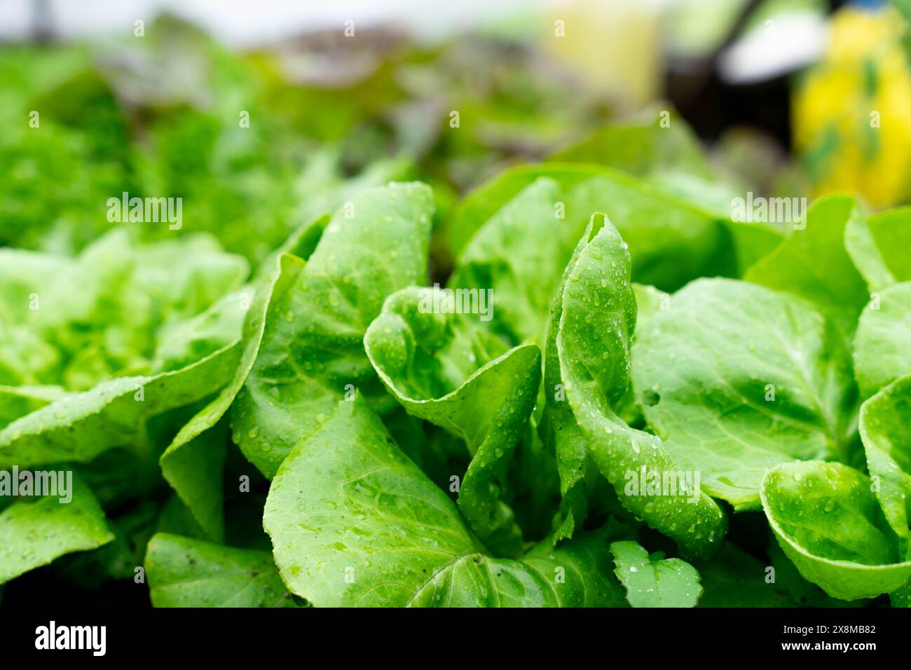 Trio of lettuce in the moist soil Stock Photo - Alamy
