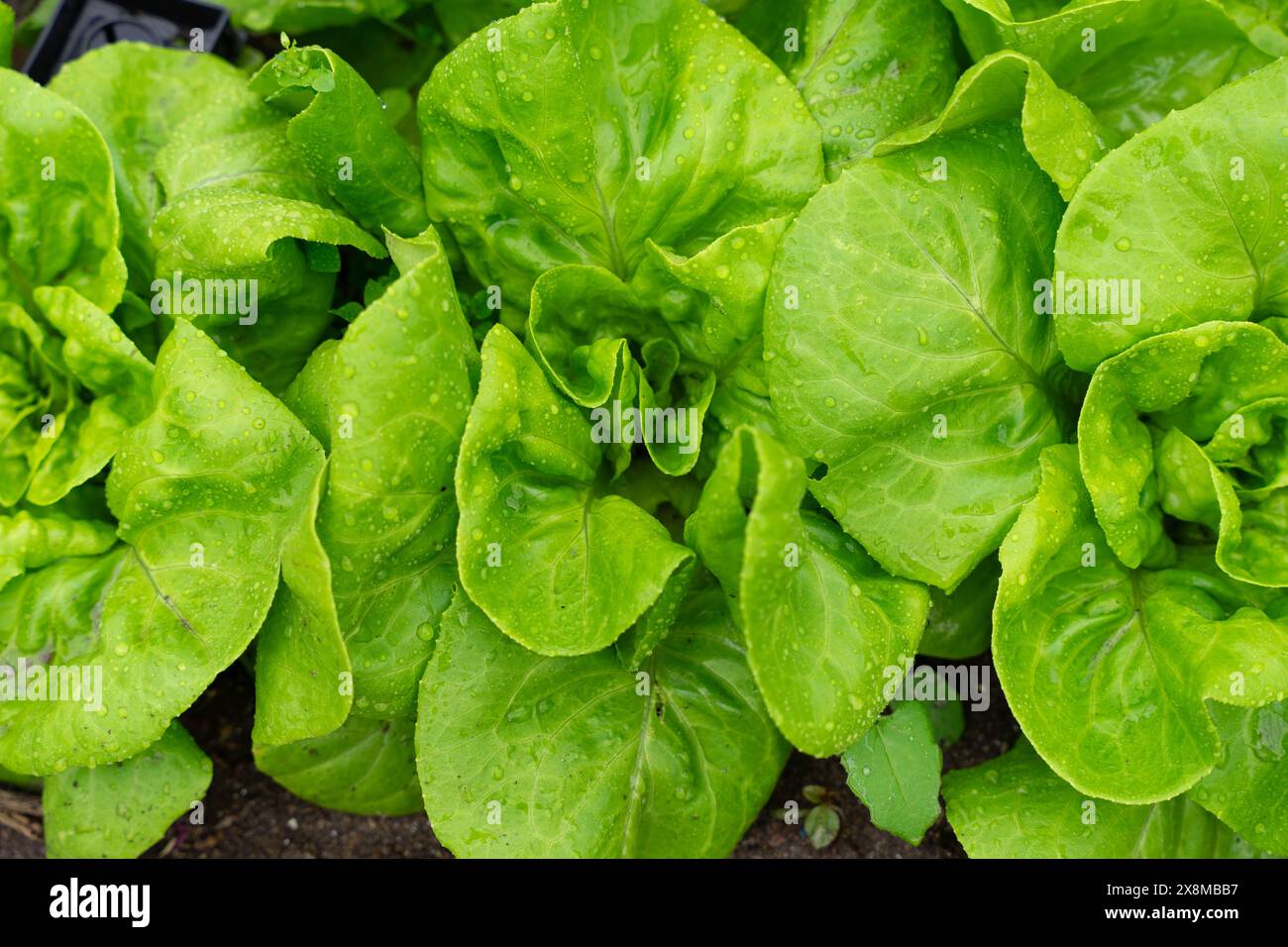 Trio of lettuce in the moist soil Stock Photo - Alamy