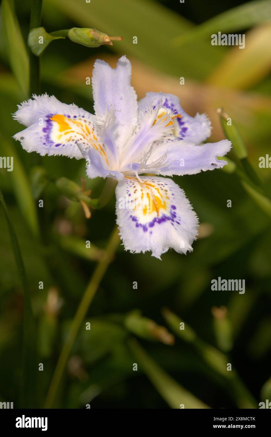 Ornamental iris in the gardens of Brescia castle, Lombardy Stock Photo ...
