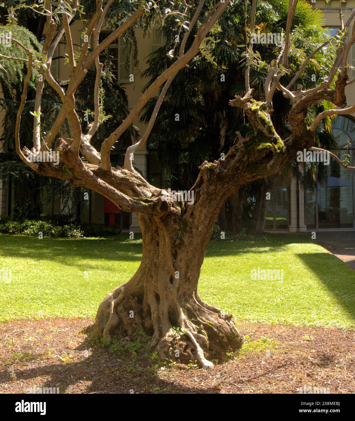 Olive tree in hotel courtyard in Brescia, Lombardy Stock Photo - Alamy