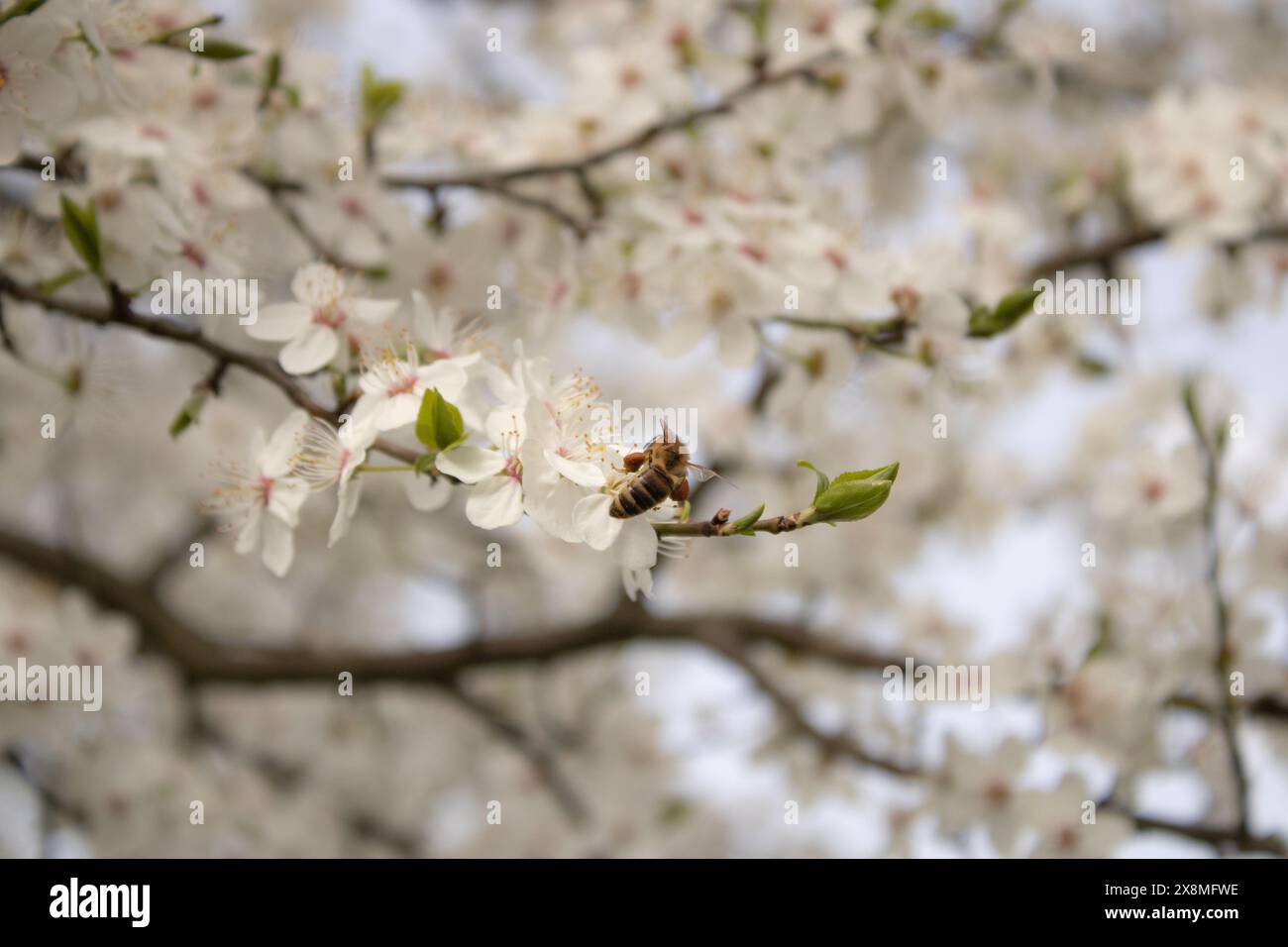 A honey bee landing on a apple blossom during early spring time Stock ...