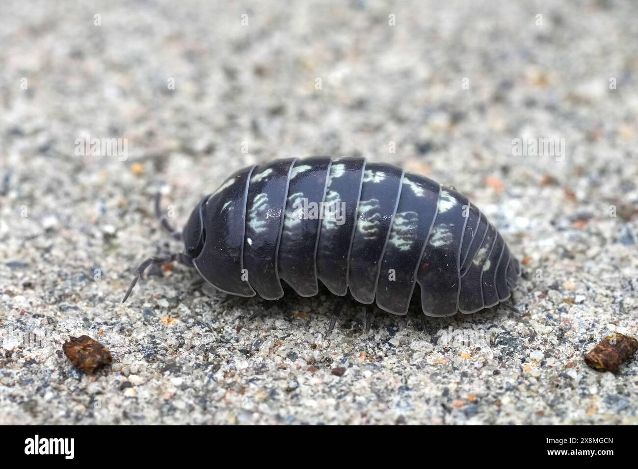 Detailed closeup on an unusual bright colored pillbug , Armadillidium ...