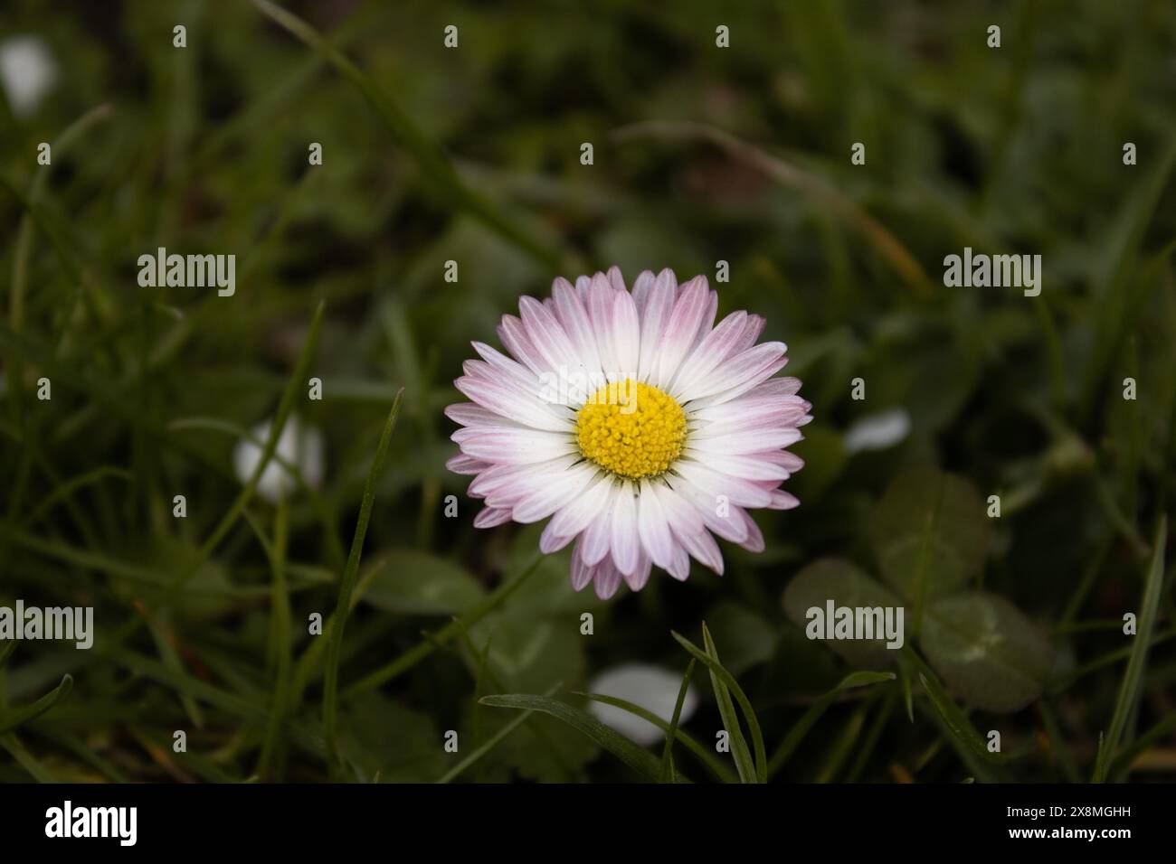 Wild daisy flower closeup Stock Photo - Alamy