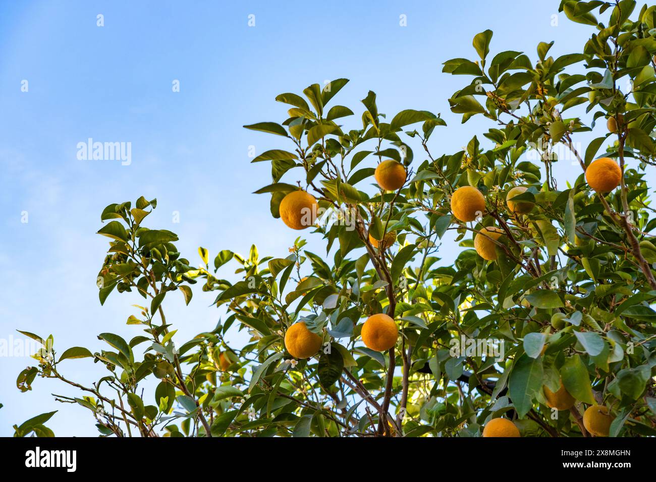 orange tree adorned with plump, Rutaceae family, sun-kissed vibrant ...