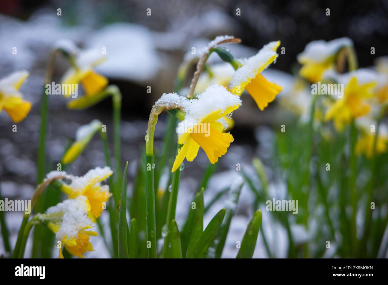 Yellow daffodils covered with a layer of snow, showing a contrast between bright flowers and ...
